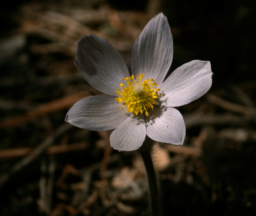 Flowers, Landscapes, & Oddities – Allegories in Light